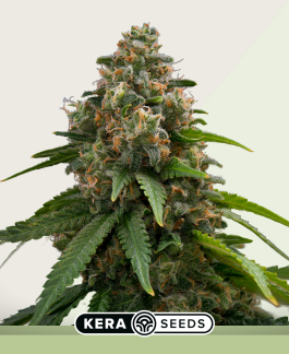 Amnesia Autoflower