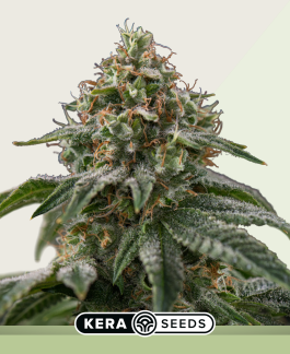 Greengo Bio Haze Autoflower