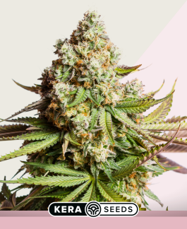 Amnesia Haze Seeds for Premium Quality Growing | Kera Seeds